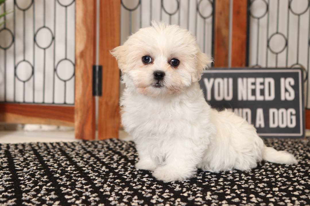 Jasmine- Perfect Little Tan/White Female Teddy Bear Puppy - Florida ...