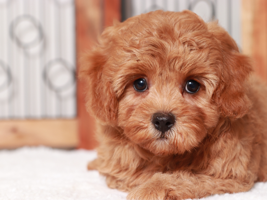 Jeffy - Fun Male F1B Cavapoo Puppy For Sale - Florida Puppies Online