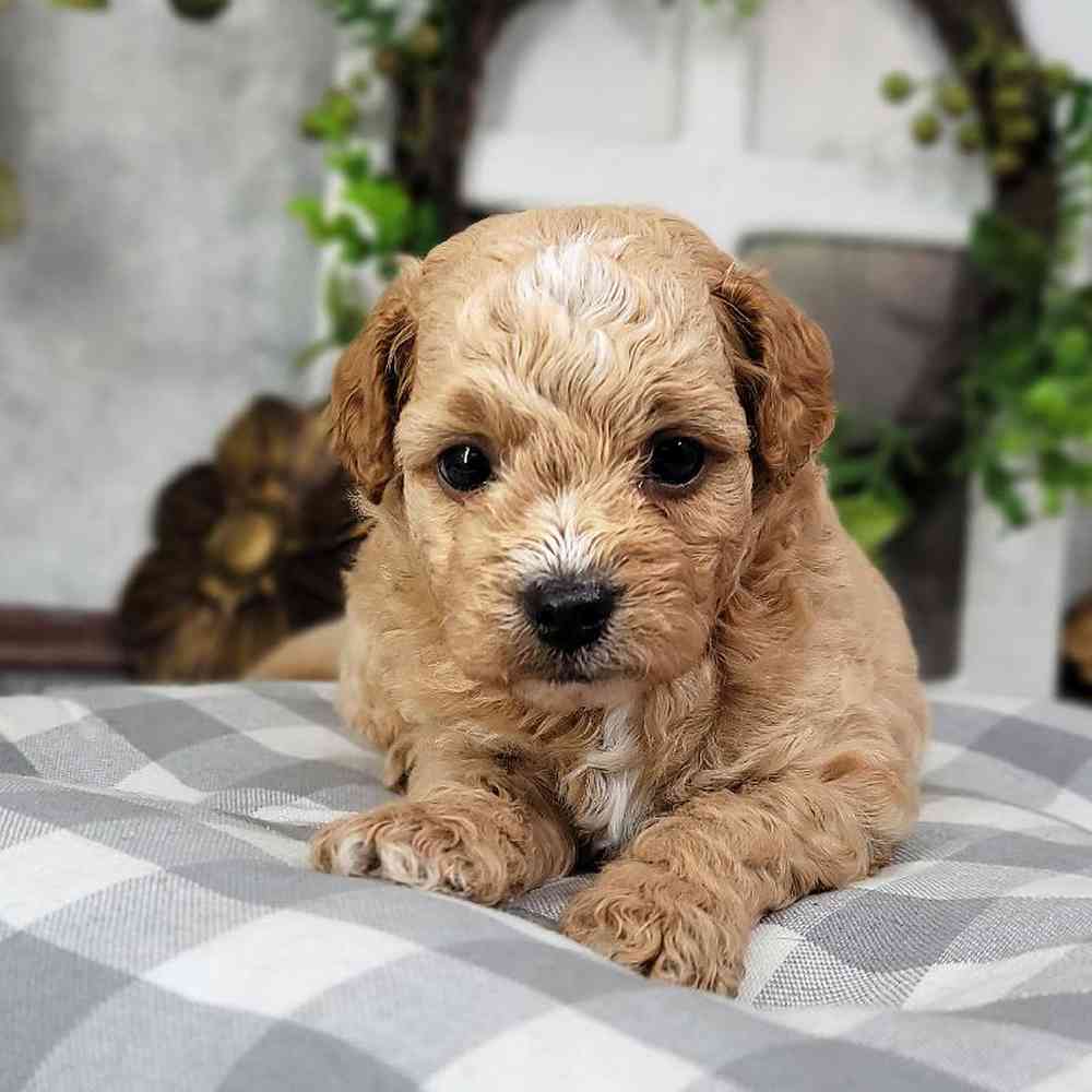 Jerry - Male F1B Cavapoo Puppy For Sale - Florida Puppies Online