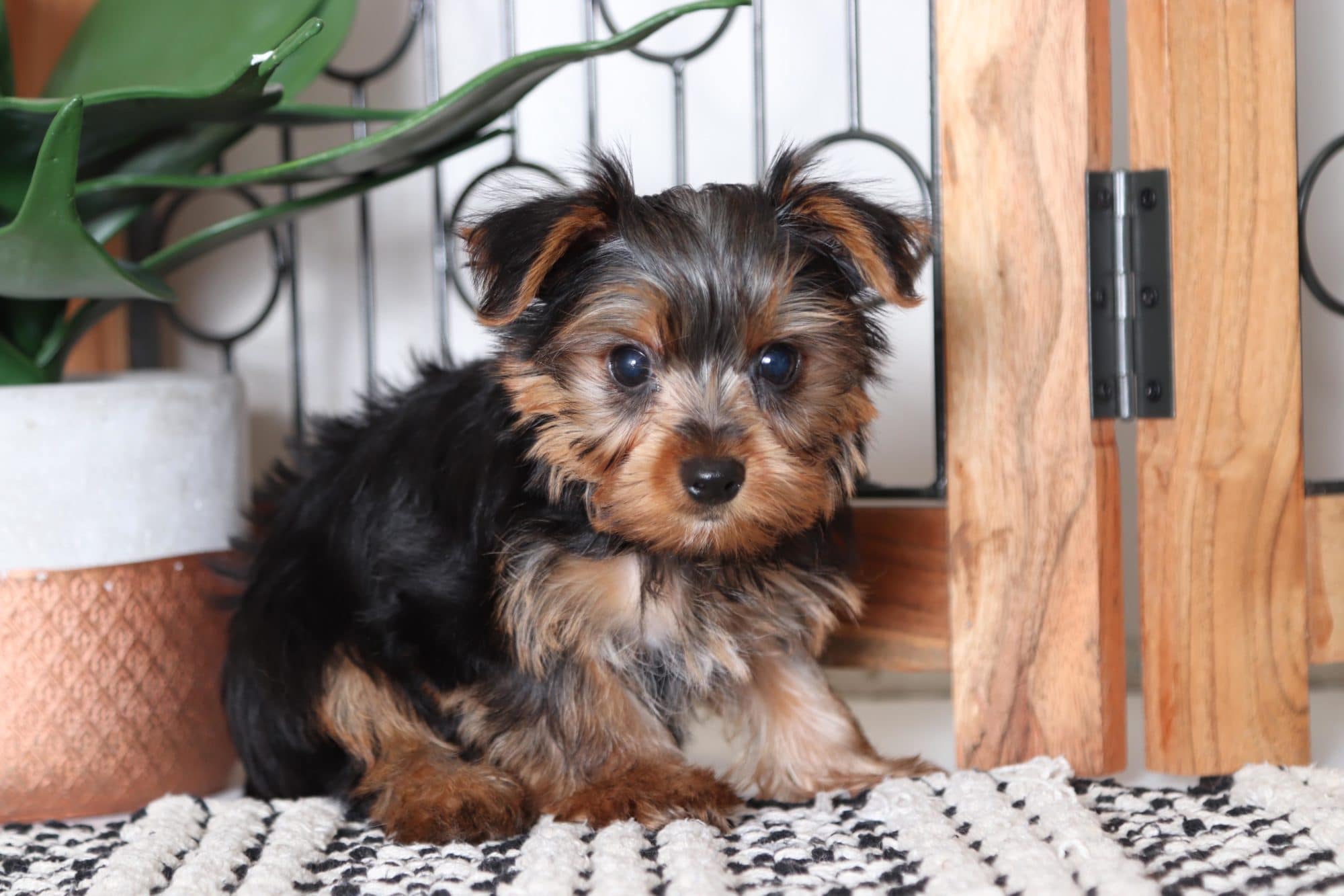 Kingsley - Adorable ACA Male Yorkie Puppy - Florida Puppies Online
