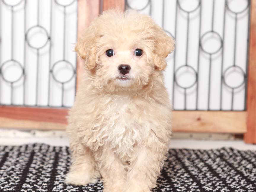 Lacey- Loving Little Female Poochon Puppy - Florida Puppies Online