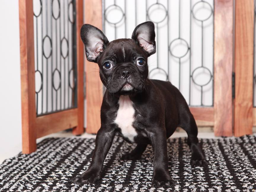 Luke- Male Frenchton Puppy - Florida Puppies Online