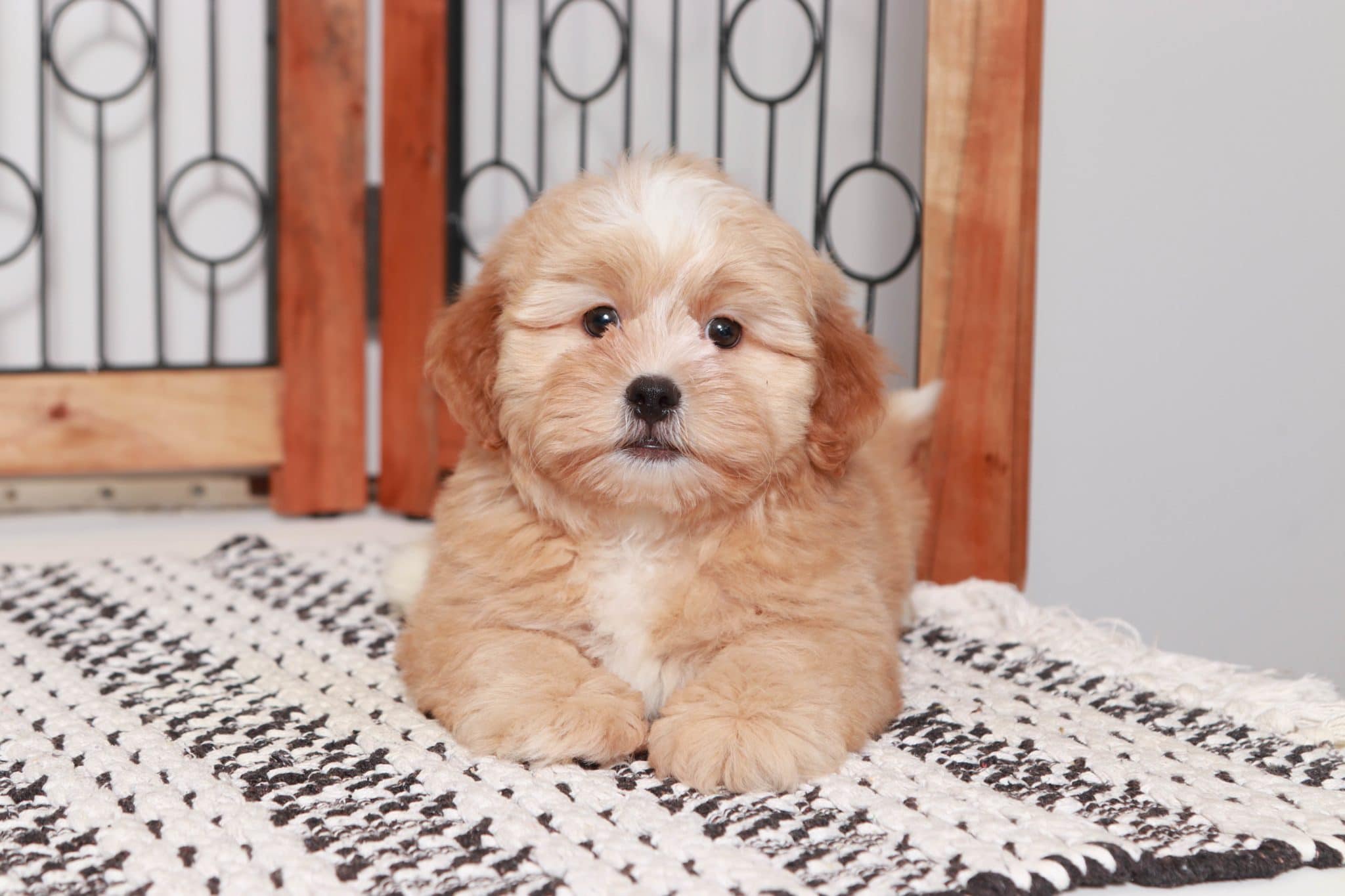 Marvin - Delightful Little Male Shih-Poo Puppy - Florida Puppies Online