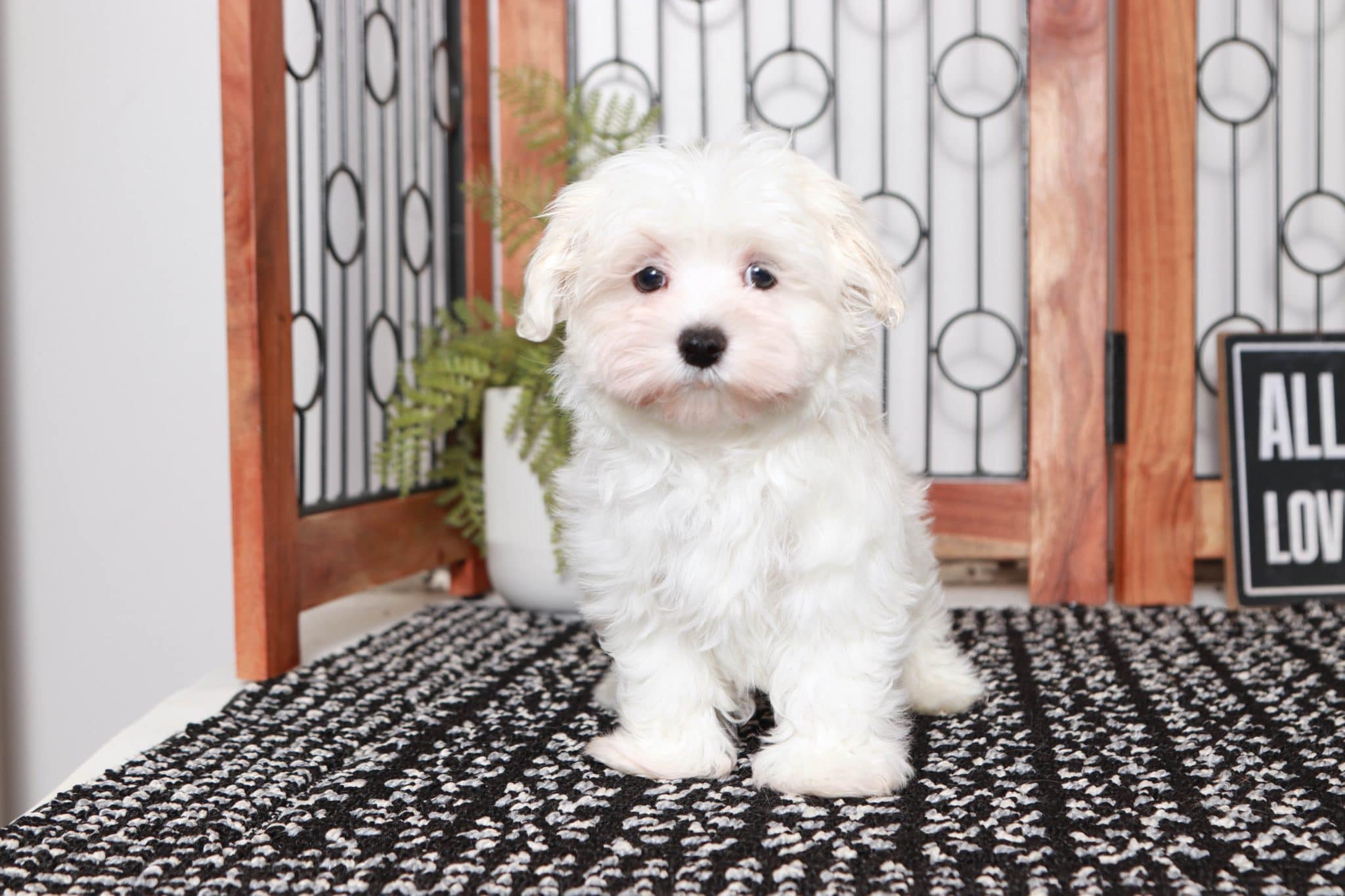 Mason- Sweet Little ACA Male Maltese Puppy - Florida Puppies Online