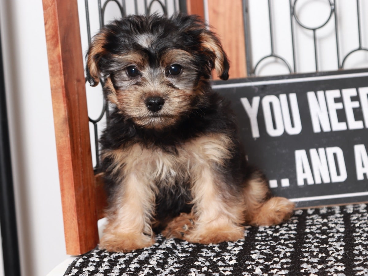 Millie - Darling Little Black/Tan Female Yochon Puppy - Florida Puppies ...