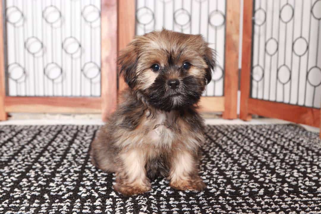 Mindy - Adorable Little Brown Female Shorkie Puppy - Florida Puppies Online