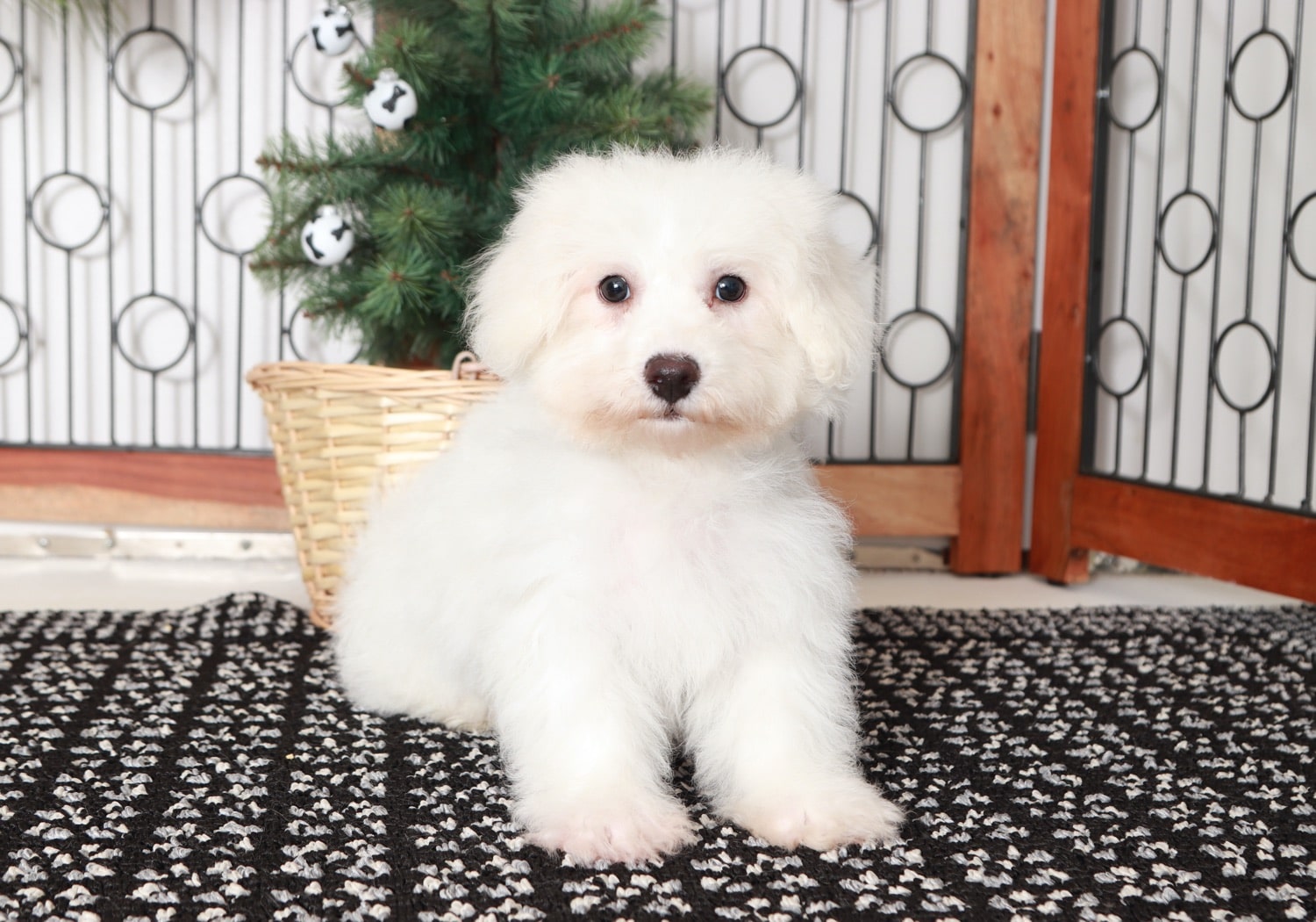 Neo - Loving Little Male Bichon Puppy - Florida Puppies Online