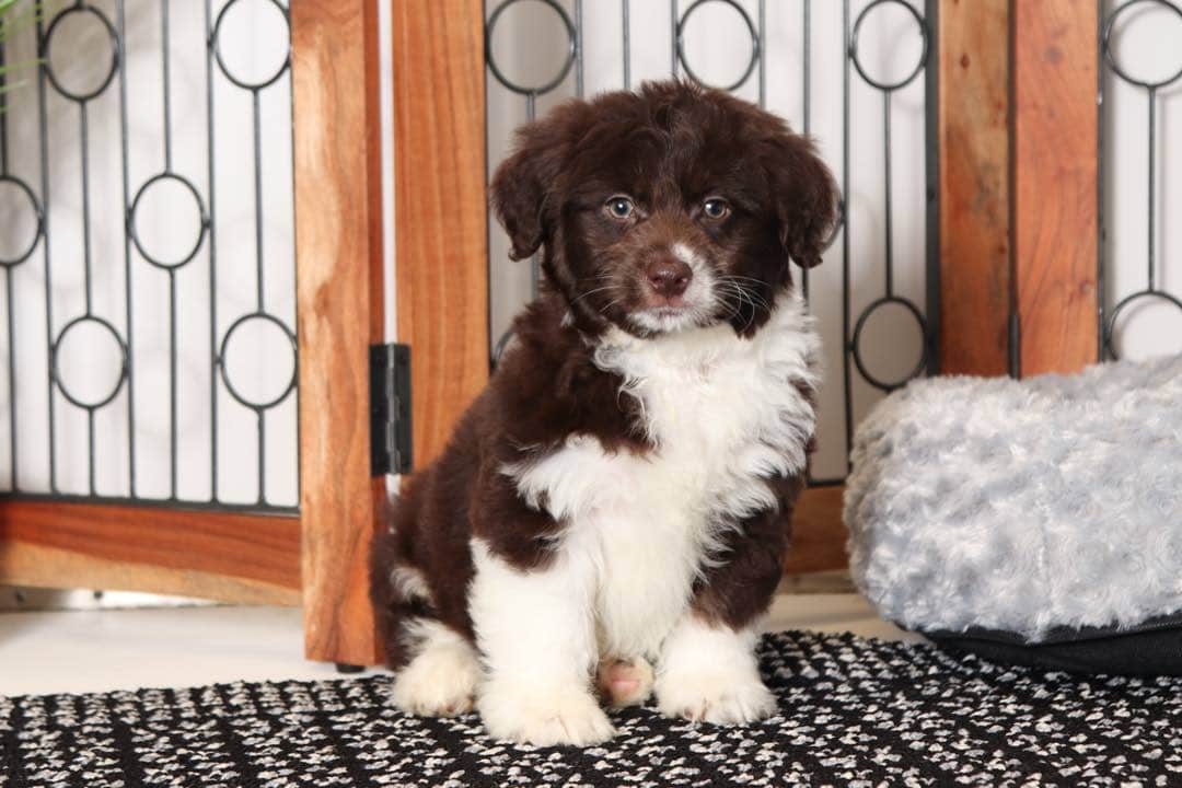 Nile- Funny Chocolate and White Male Mini Aussie-Poo Puppy - Florida ...