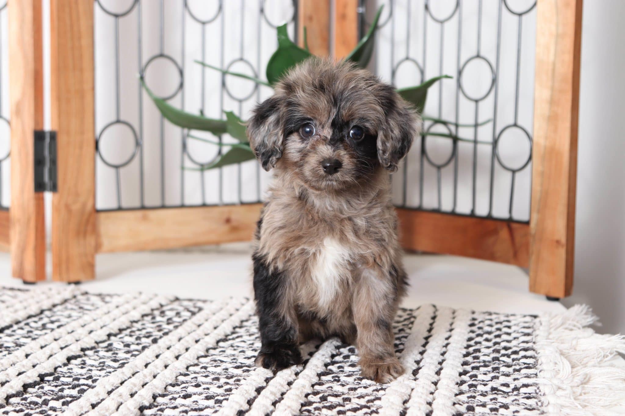 Noodles - Friendly Merle Female Mini Aussie-Poo Puppy - Florida Puppies ...