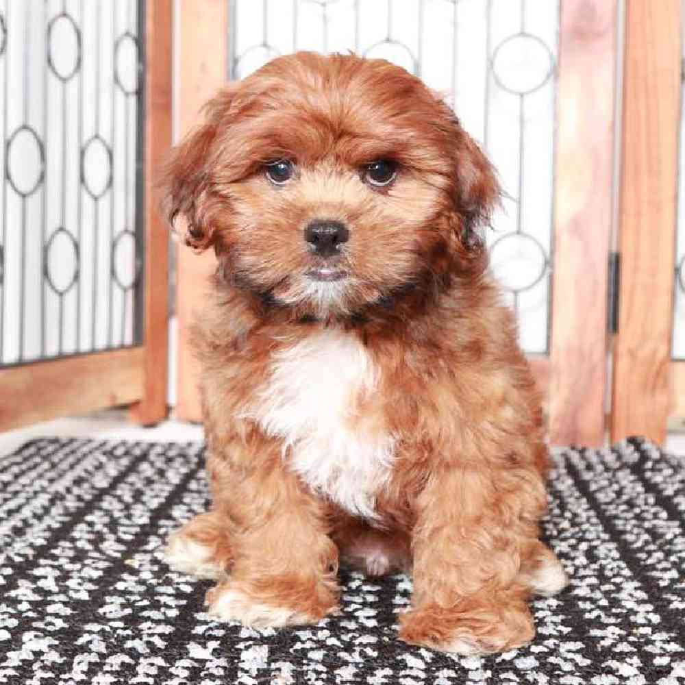 Oscar - Amazing Male Shih-Poo Puppy - Florida Puppies Online