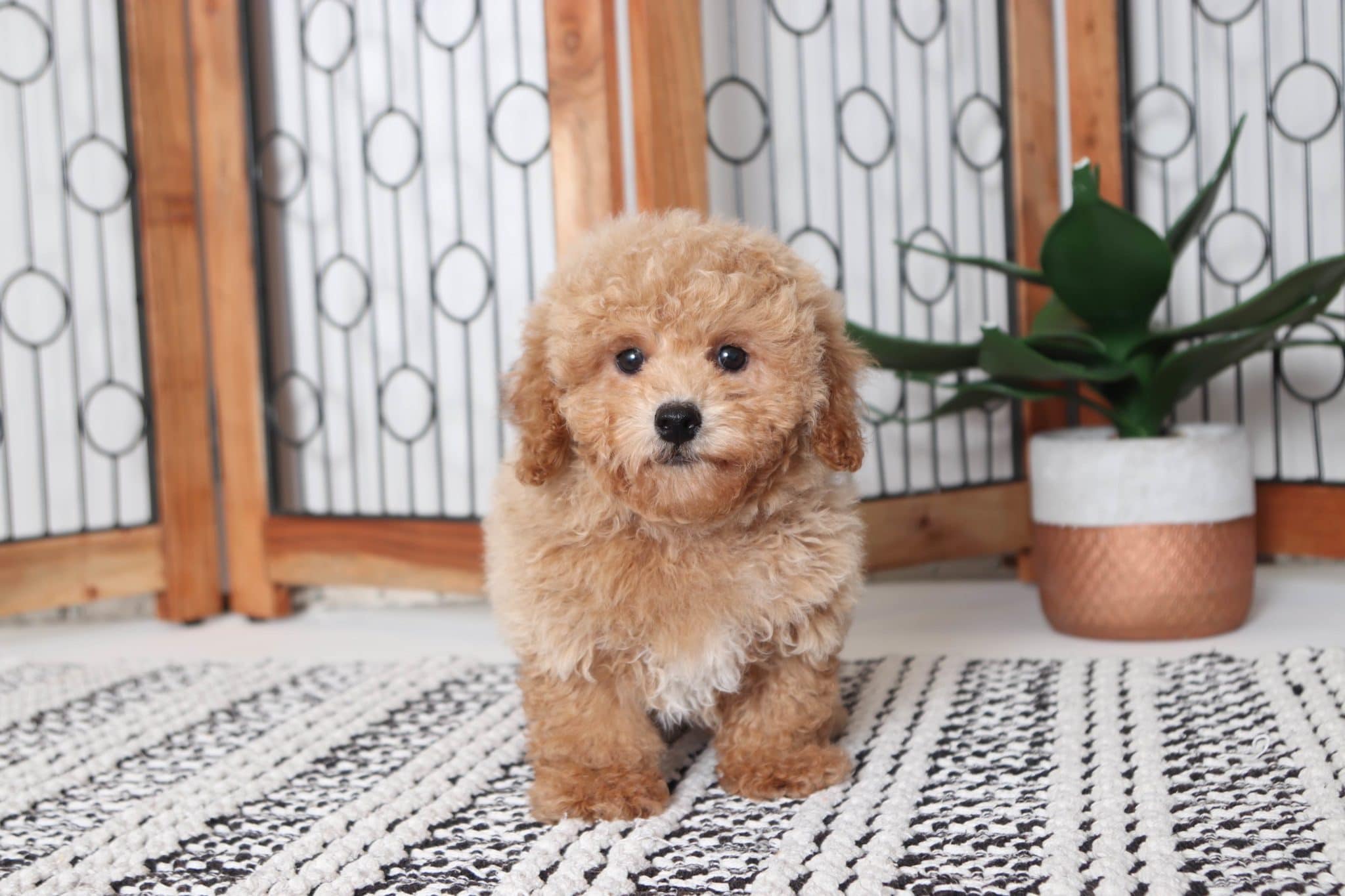 Pedro - The CUTEST Male Poodle Puppy - Florida Puppies Online