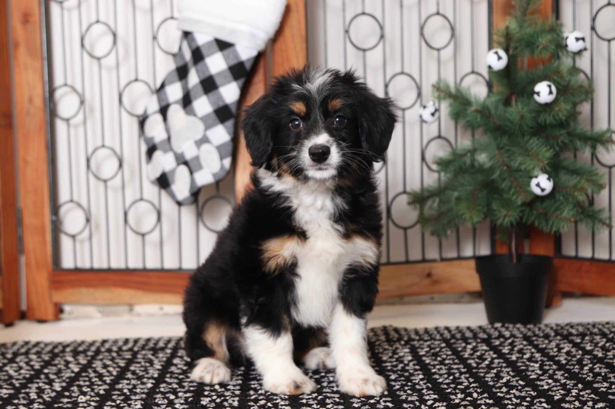 Pineapple- Beautiful Female Aussie-Poo Puppy - Florida Puppies Online