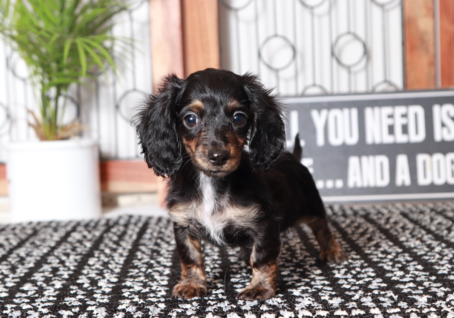 Pixie - Sweet Little Female Black and Tan Long Hair Dachshund Puppy ...