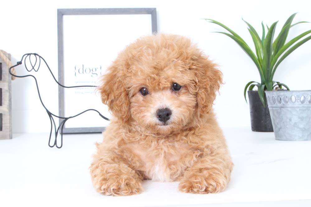 Poochon Puppies for Sale Florida - Florida Puppies Online