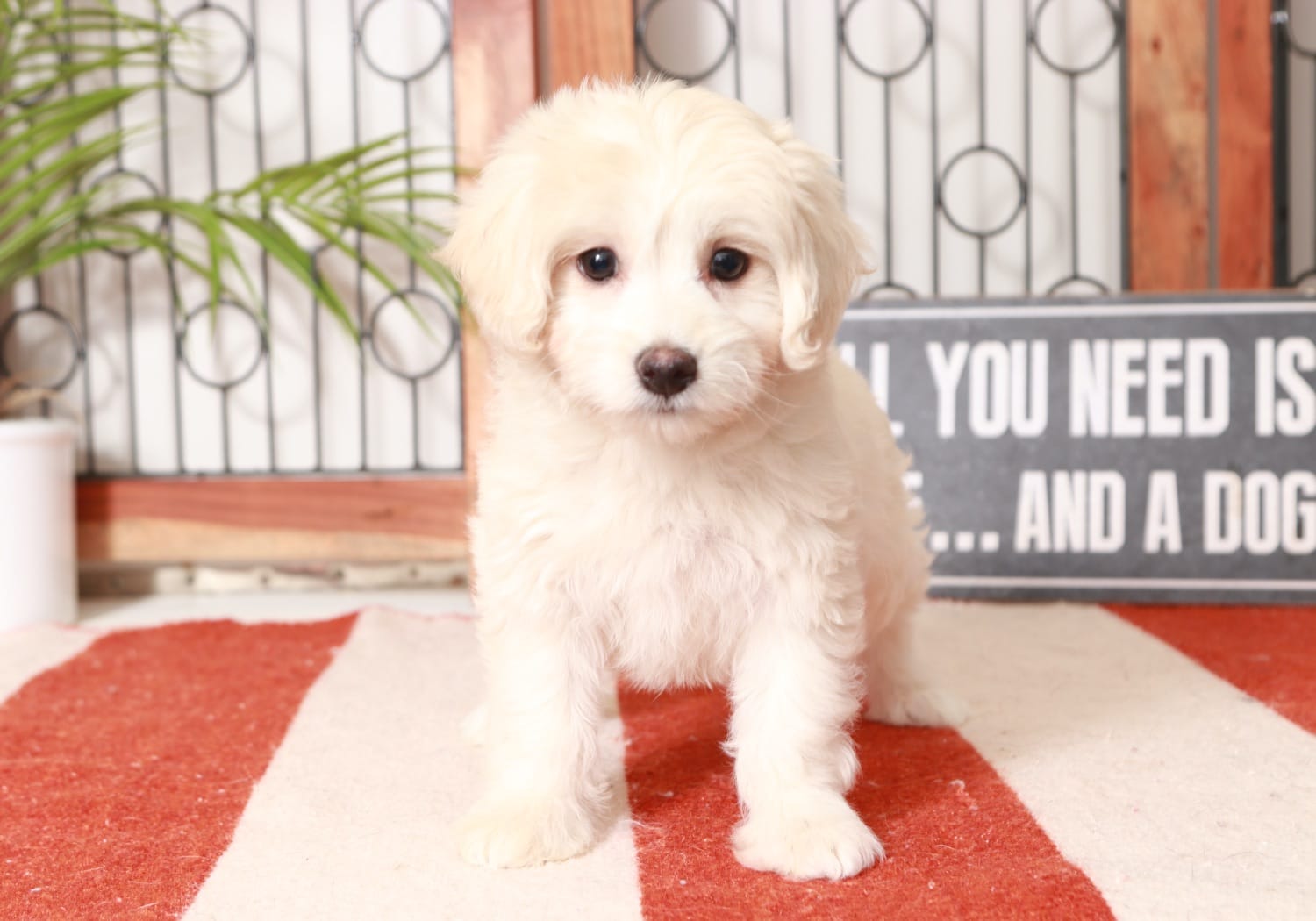 Rory - Great little Male Maltipoo Puppy - Florida Puppies Online