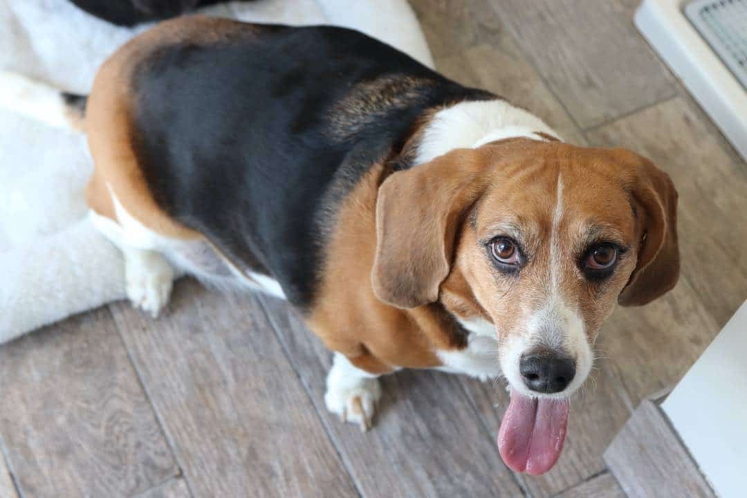 Beagle Puppies For Sale In Florida Florida Puppies Online