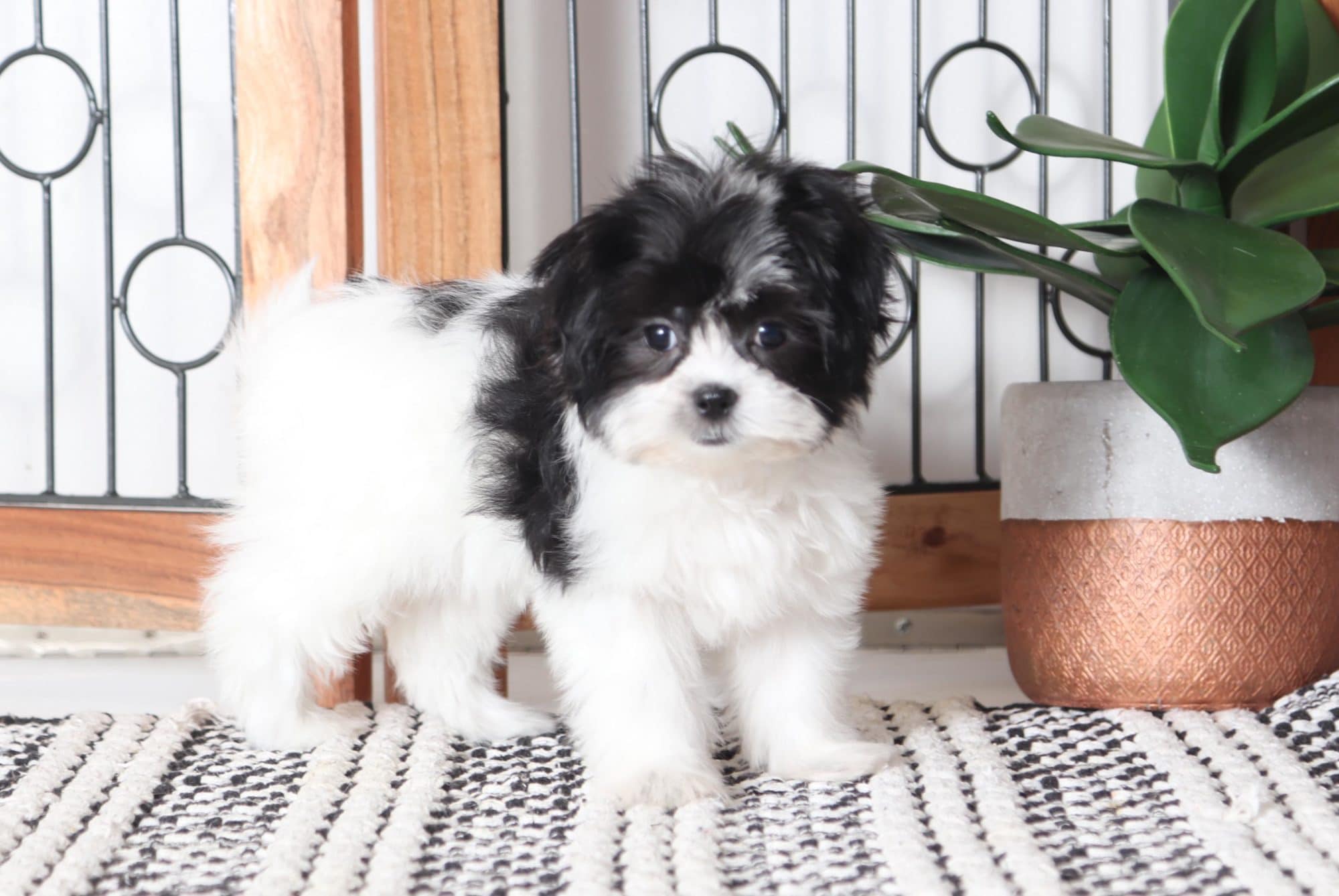 Sasha - Sweet Little Female Mal-Shi Puppy - Florida Puppies Online