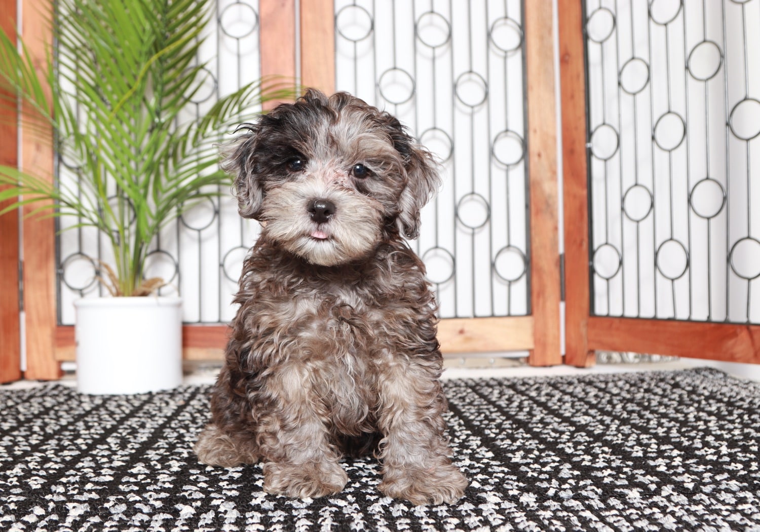 Skittle - Handsome Little Merle Male Shih-Poo Puppy - Florida Puppies ...