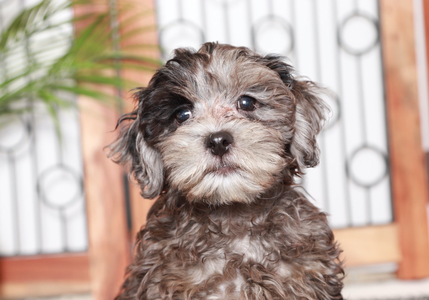 Skittle - Handsome Little Merle Male Shih-Poo Puppy - Florida Puppies ...