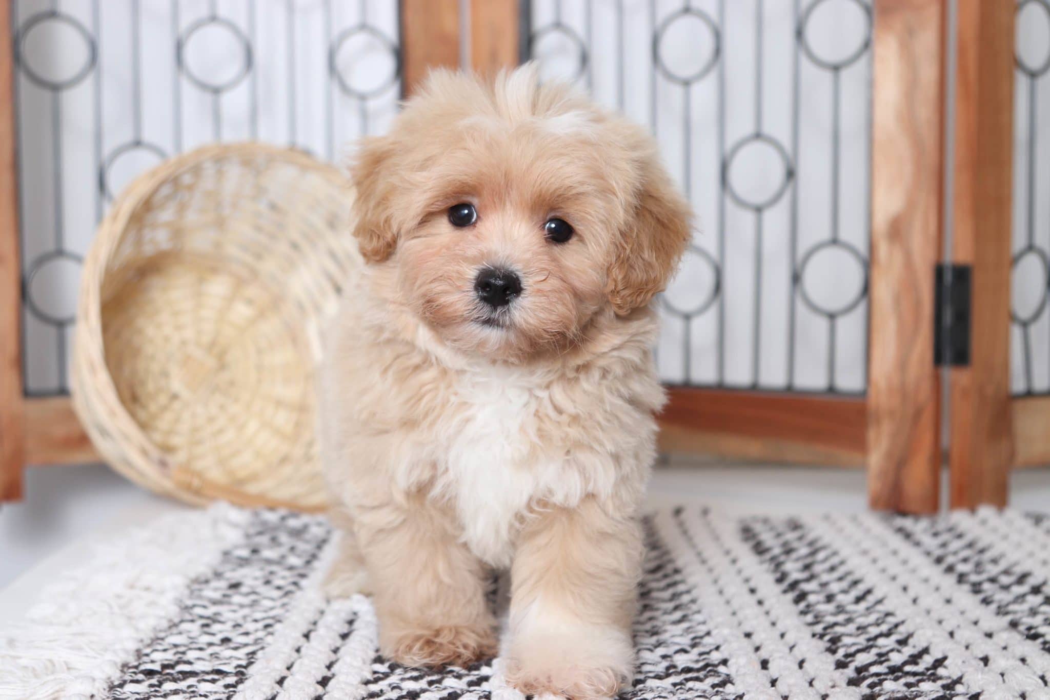 Taz - Loving Male Lhasa-Poo Puppy - Florida Puppies Online
