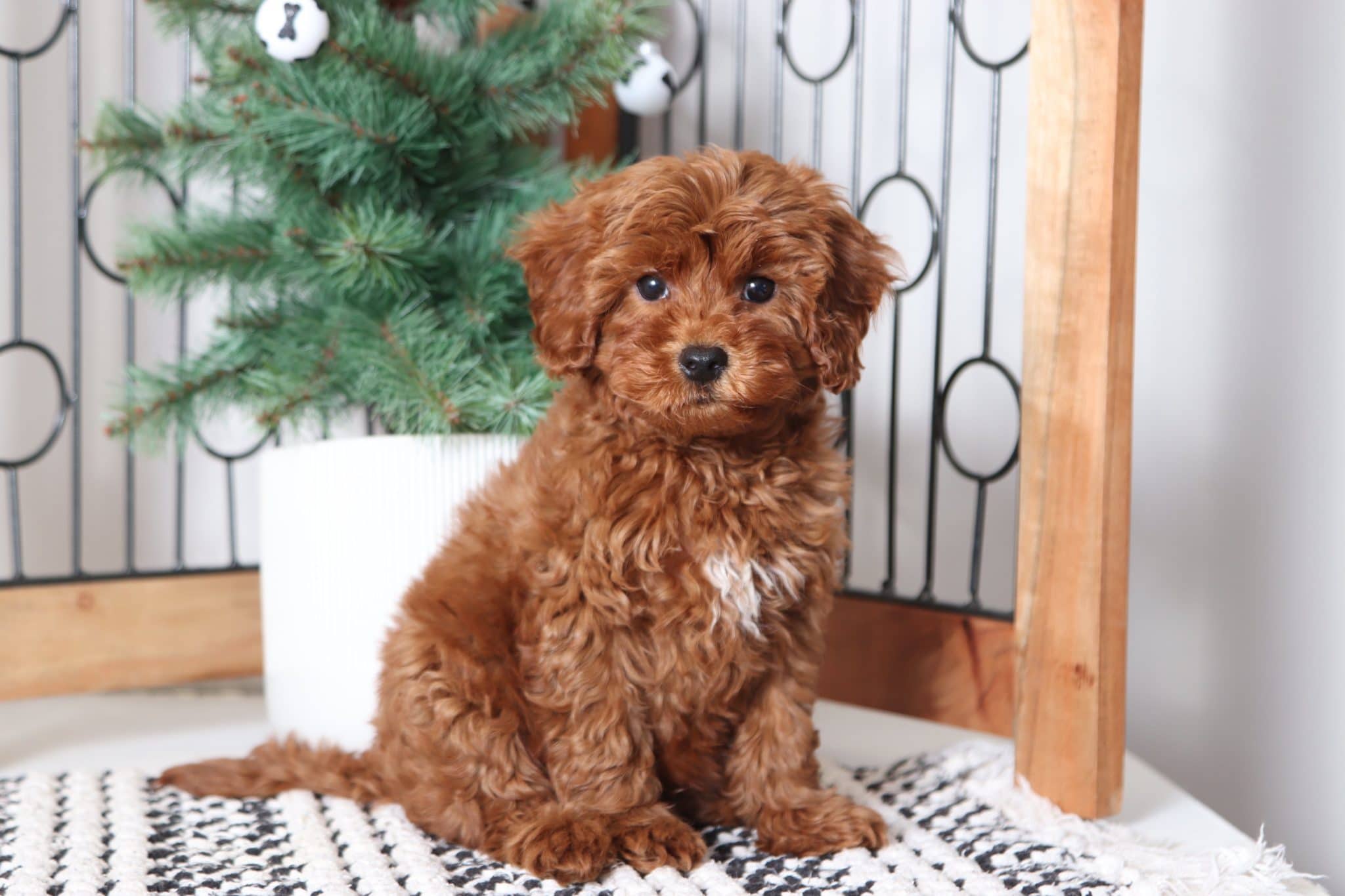 Tiger - Handsome Red F1B Male Cavapoo Puppy - Florida Puppies Online
