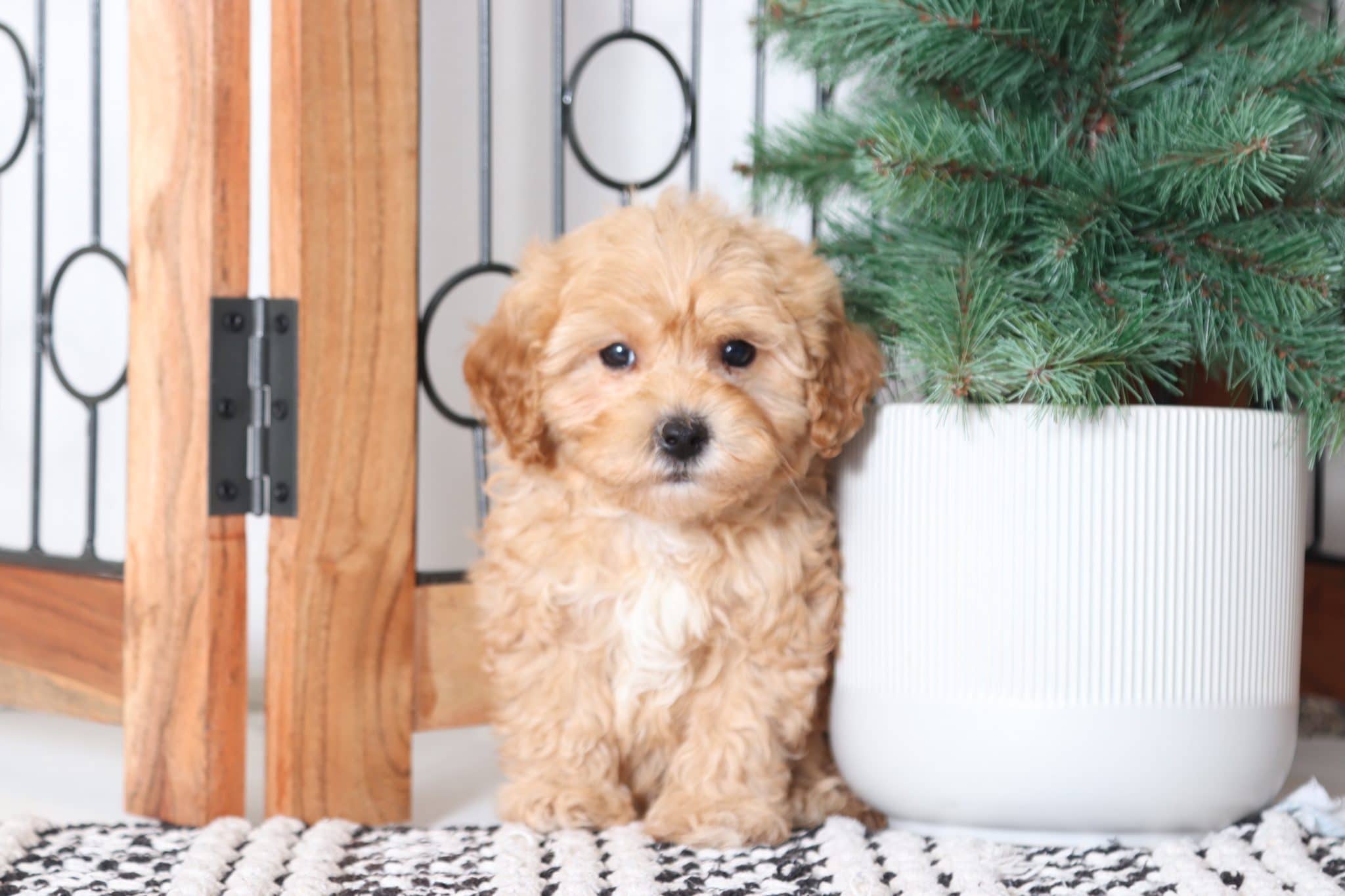 Toot - Loving Red Male Poochon Puppy - Florida Puppies Online