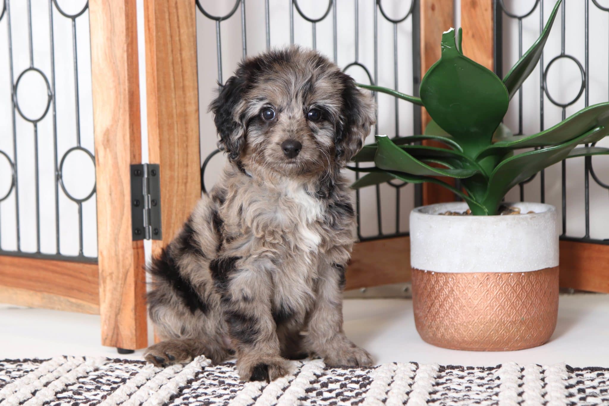 Truffle - Beautiful Merle Female Mini Aussie-Poo Puppy - Florida ...