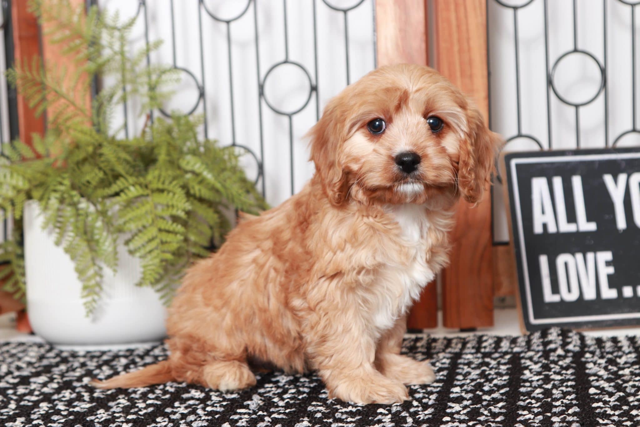 Tyra- Joyful Little Red Female Cavapoo Puppy - Florida Puppies Online