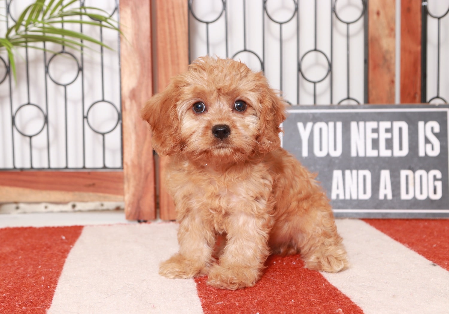Viola- Gentle Little Female Cavapoo Puppy - Florida Puppies Online