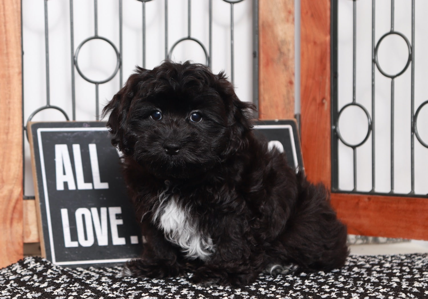 Weston- Dapper Little Black and White Male Shih-Poo Puppy - Florida ...