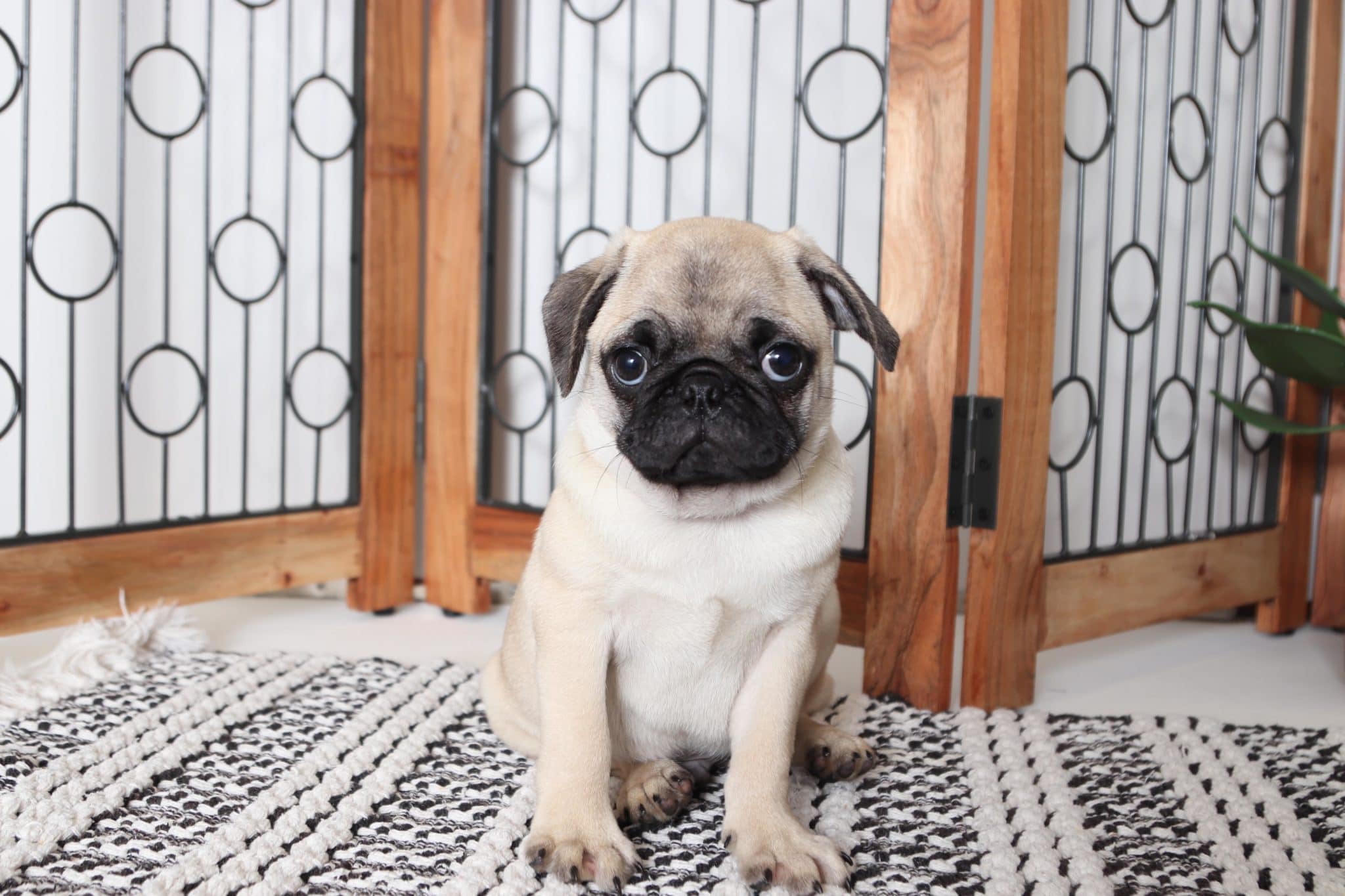 Winston - Loving Little Male AKC Pug - Florida Puppies Online